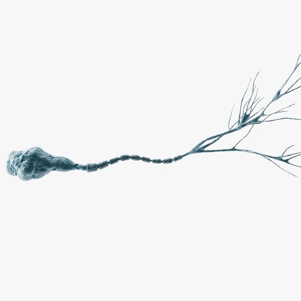 Neurona 3D Modelos para Descargar | TurboSquid