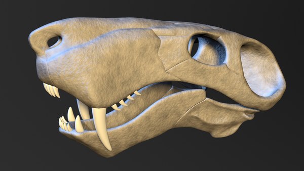 3D Gorgonops Skull - TurboSquid 1792690