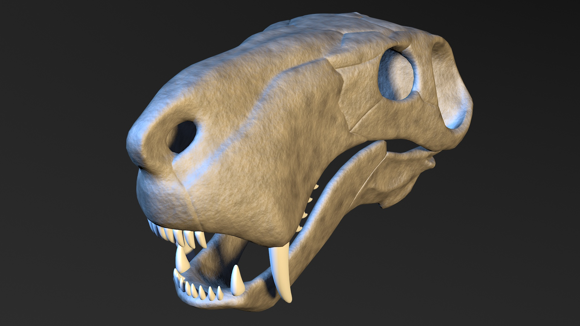 3D Gorgonops Skull - TurboSquid 1792690