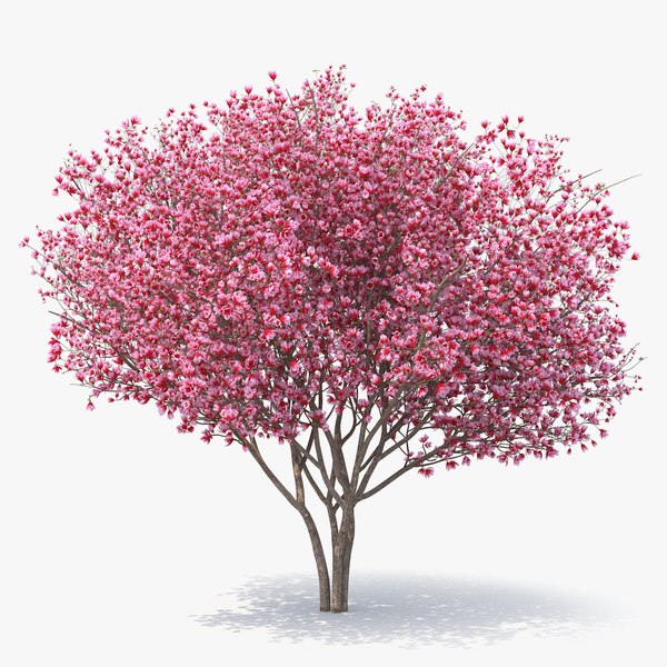 Southern magnolia tree 3D model - TurboSquid 1412716