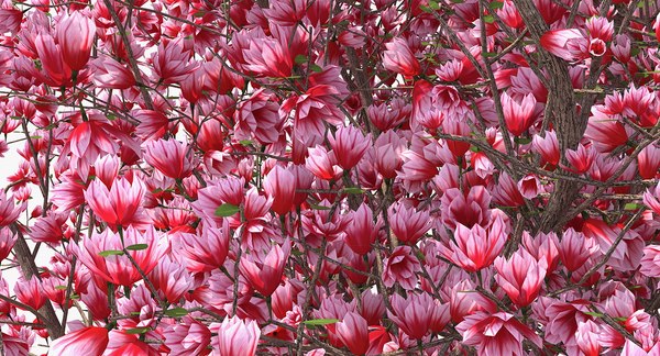Magnolia tulip tree 3D - TurboSquid 1410139