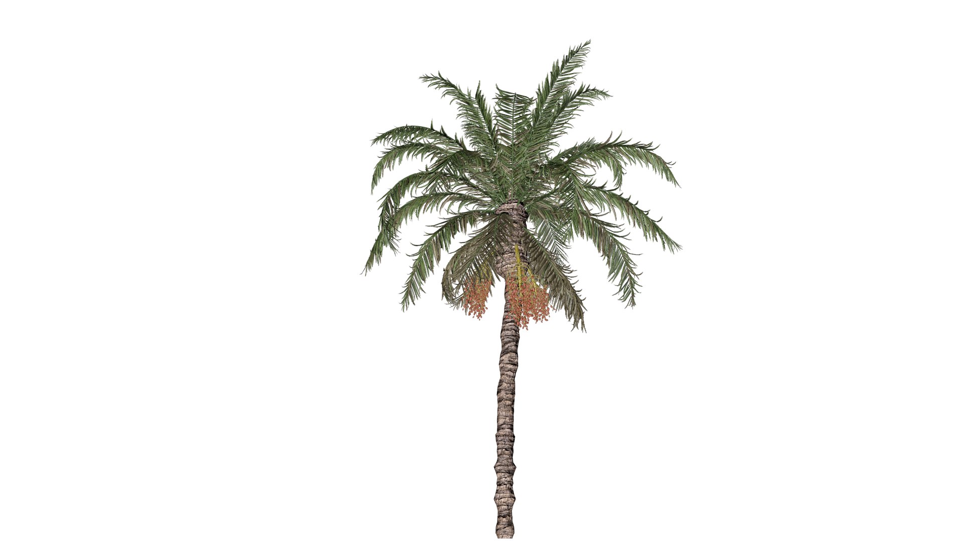 Date Palm Tree - 01 - 3D - TurboSquid 2371946
