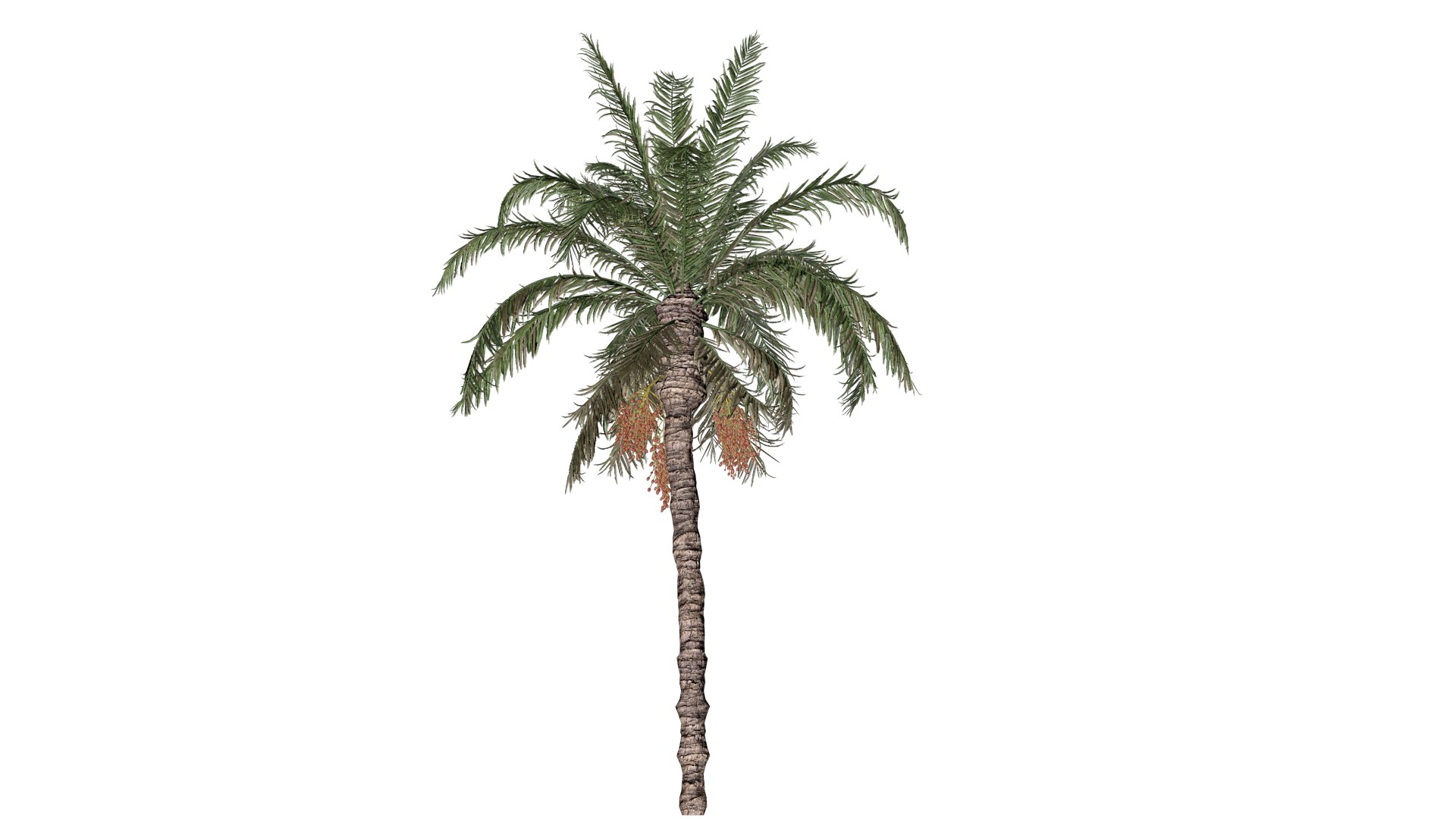 Date Palm Tree - 01 - 3D - TurboSquid 2371946