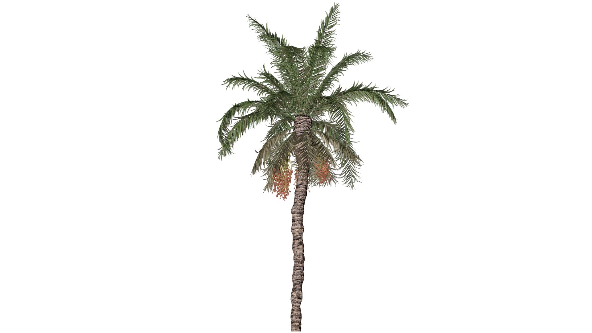 Date Palm Tree - 01 - 3D - TurboSquid 2371946