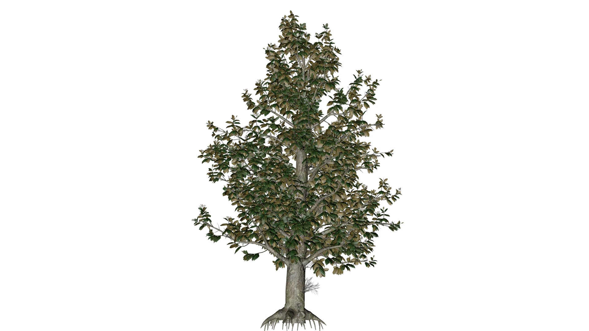 3D Southern Magnolia Tree - 06 - Model - TurboSquid 2377822