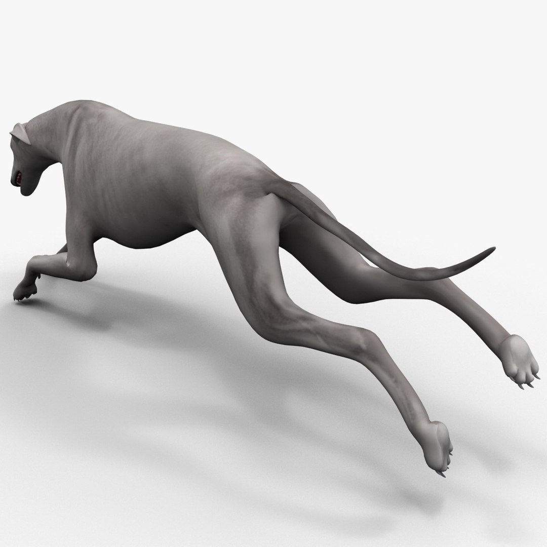 Max Australian Greyhound 2 Pose