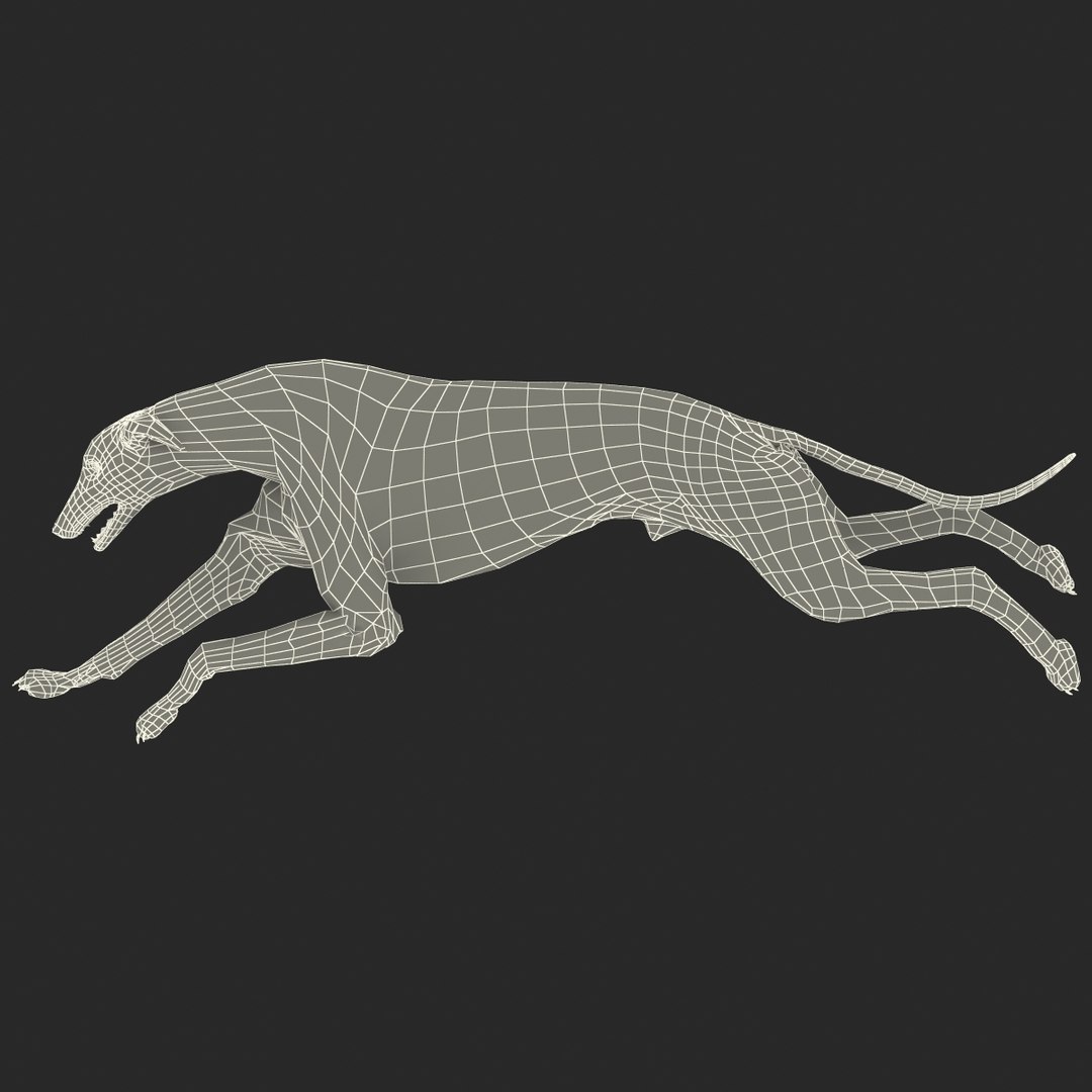 Max Australian Greyhound 2 Pose