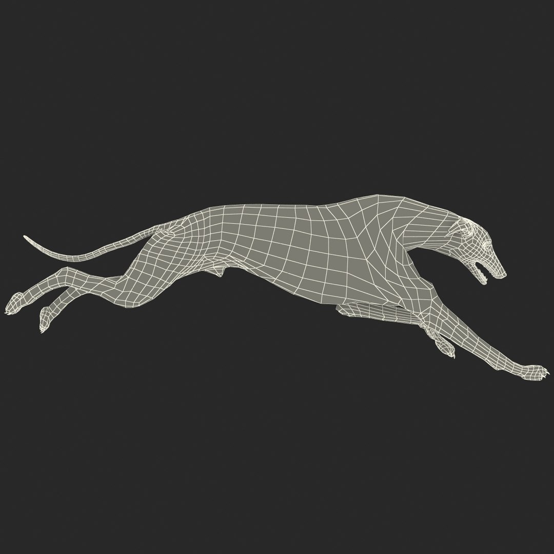 Max Australian Greyhound 2 Pose