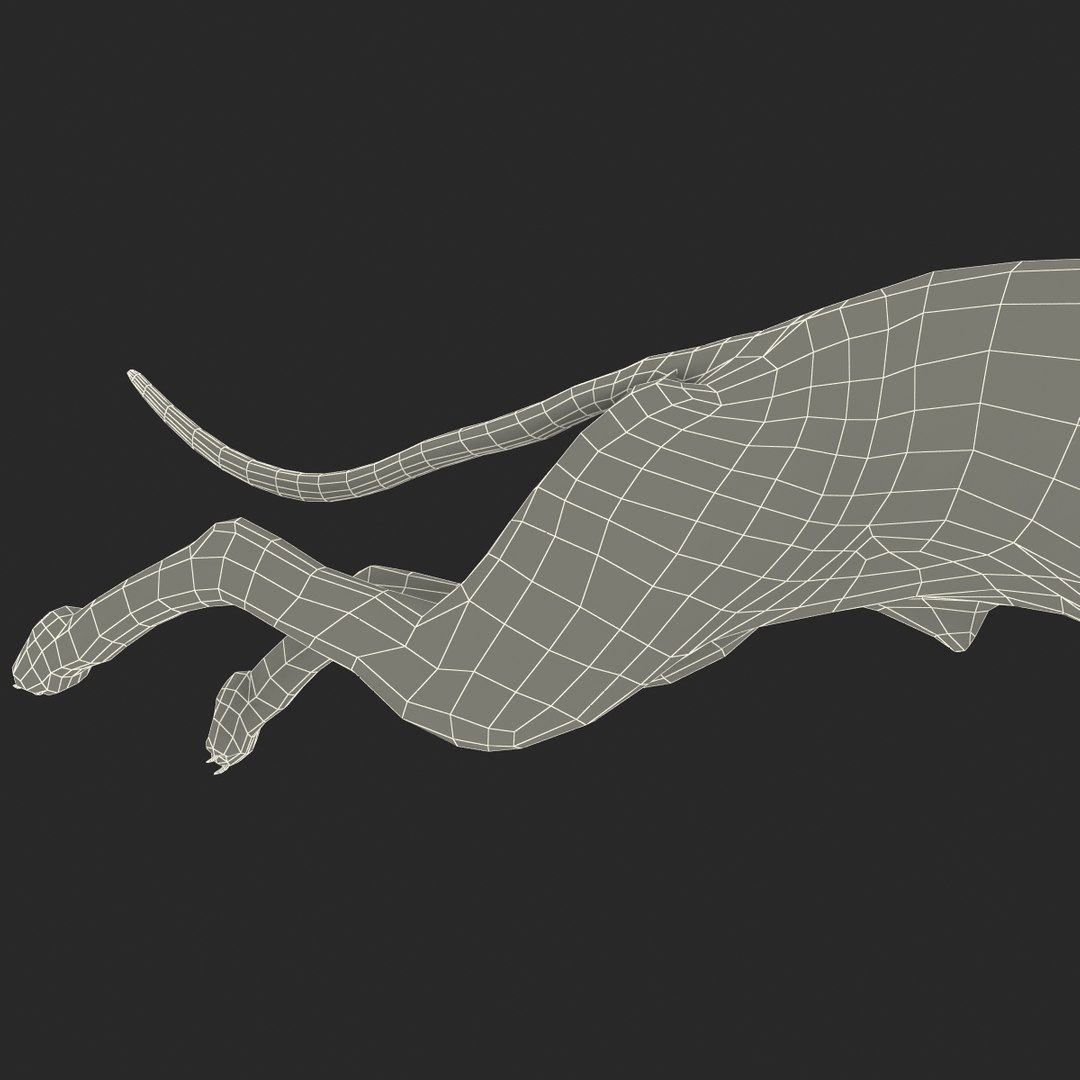 Max Australian Greyhound 2 Pose