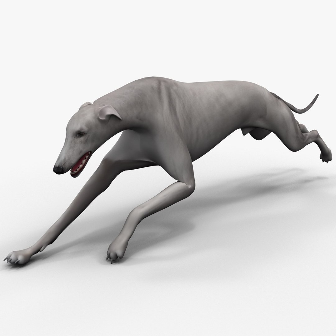 Max Australian Greyhound 2 Pose