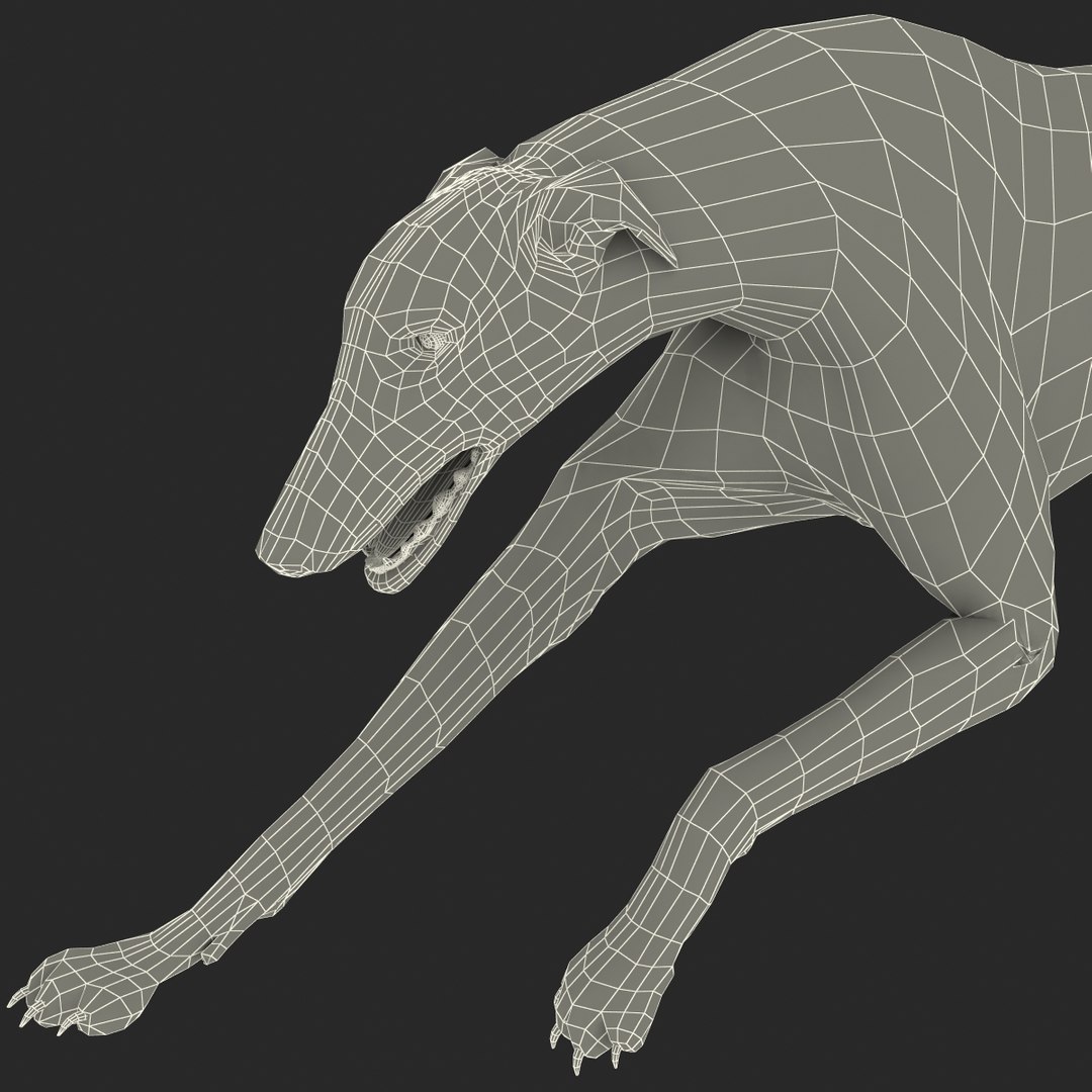 Max Australian Greyhound 2 Pose