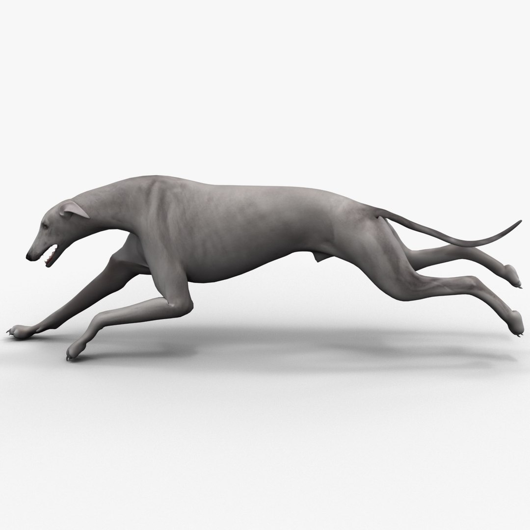 Max Australian Greyhound 2 Pose
