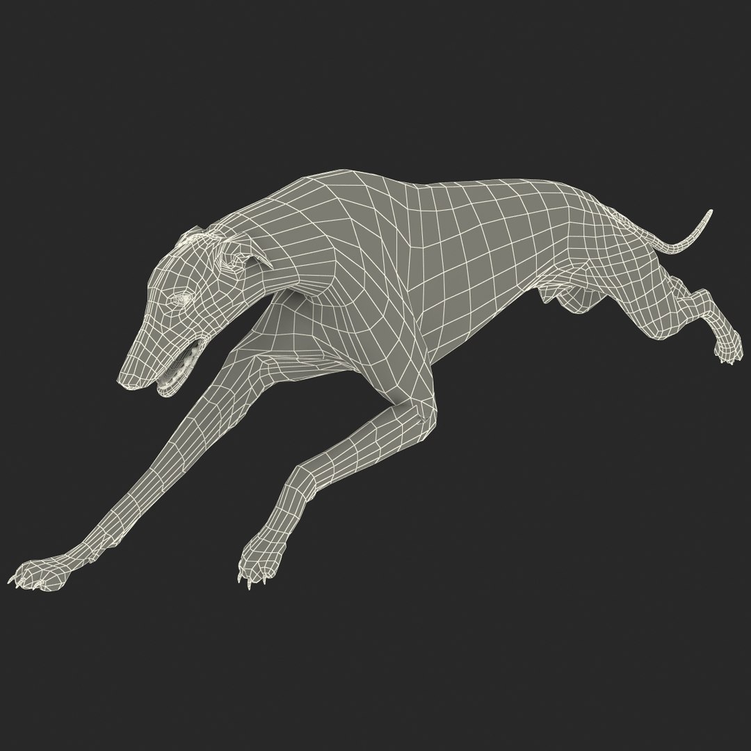 Max Australian Greyhound 2 Pose