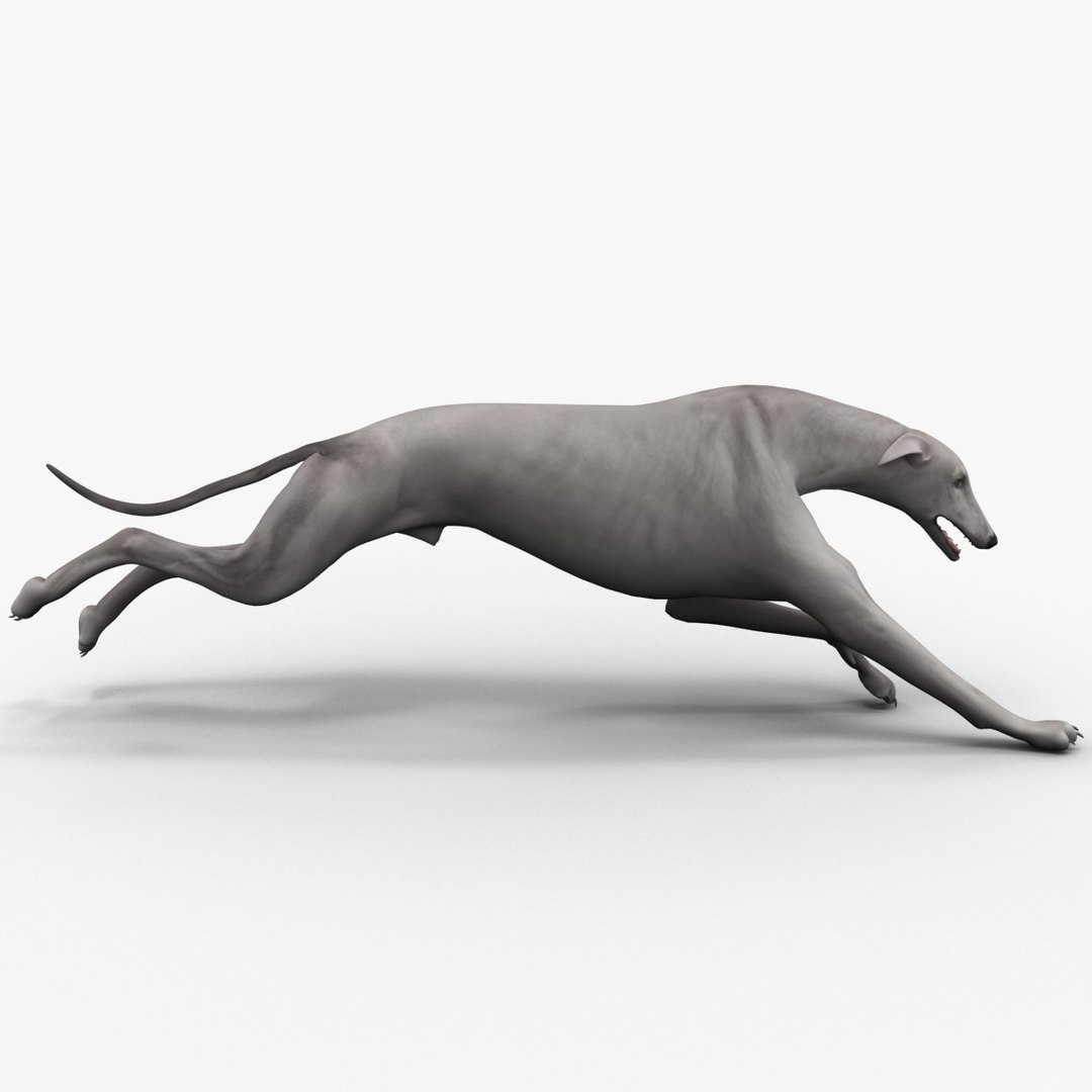 Max Australian Greyhound 2 Pose