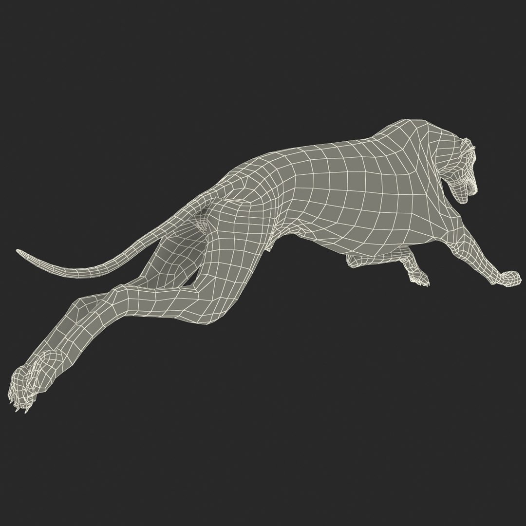 Max Australian Greyhound 2 Pose