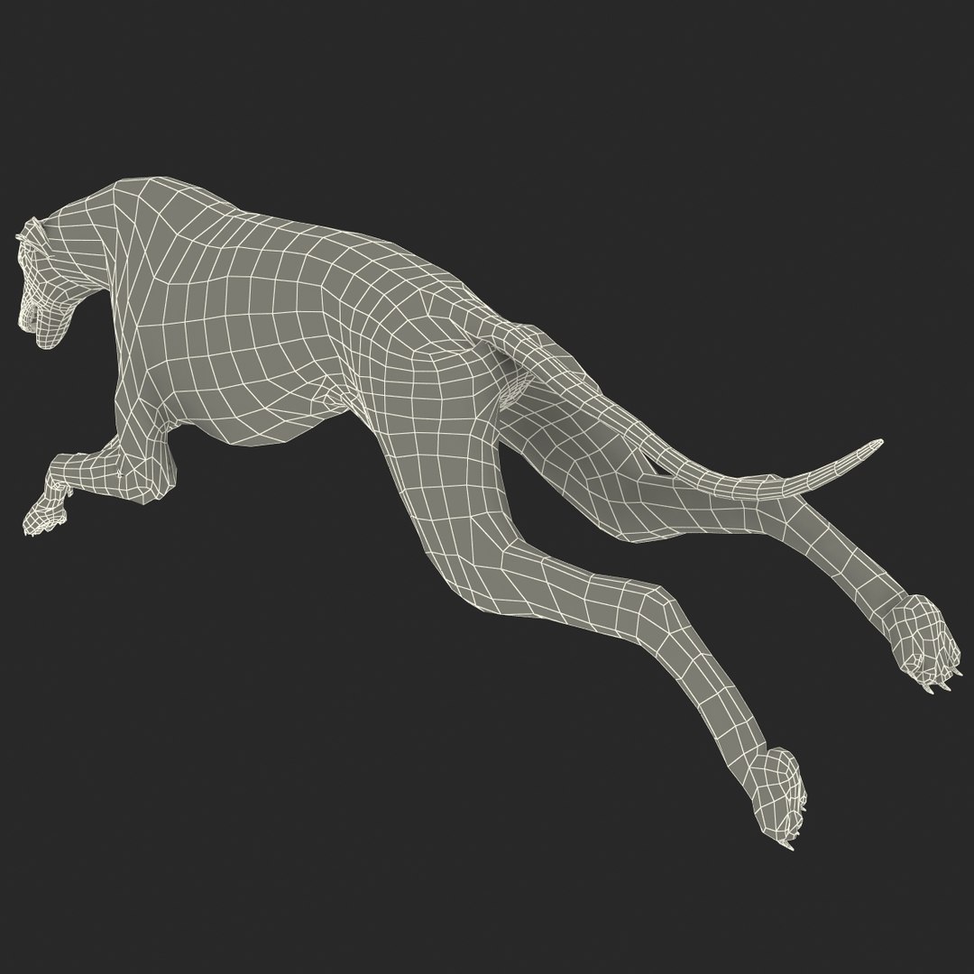 Max Australian Greyhound 2 Pose