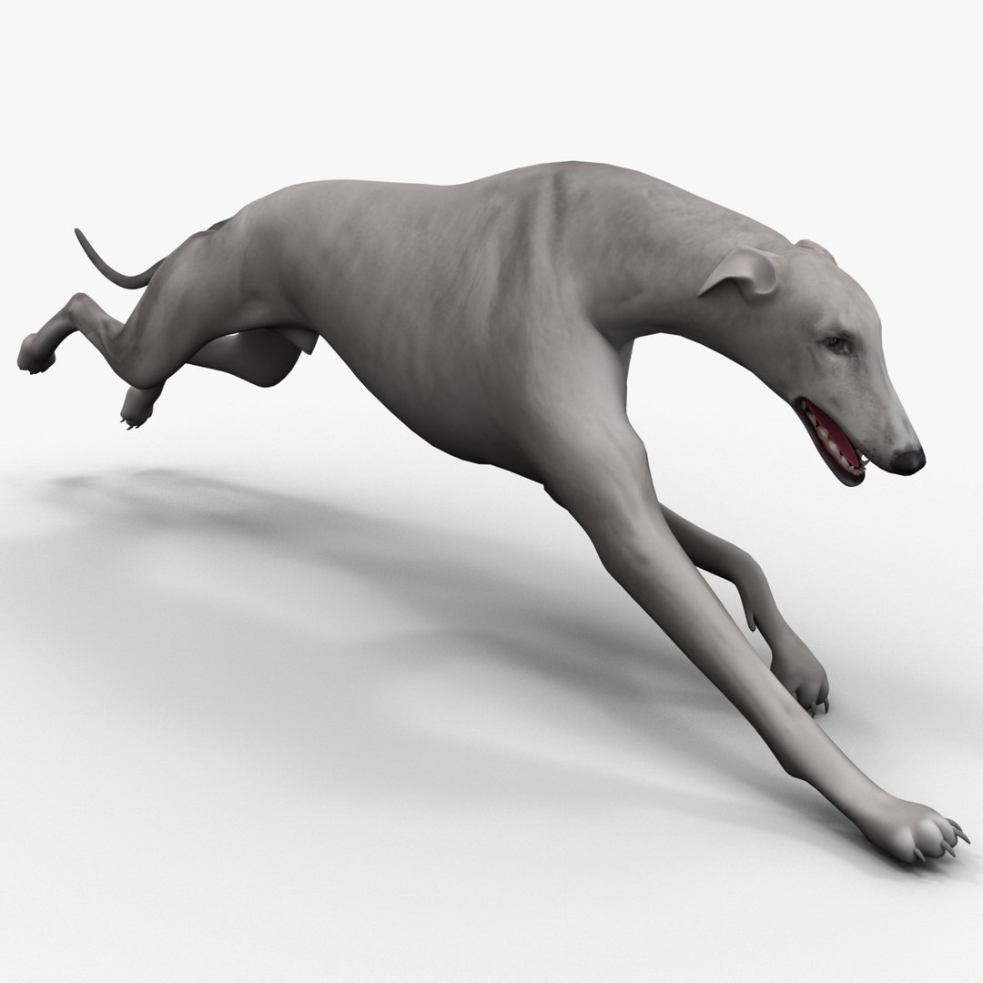 Max Australian Greyhound 2 Pose