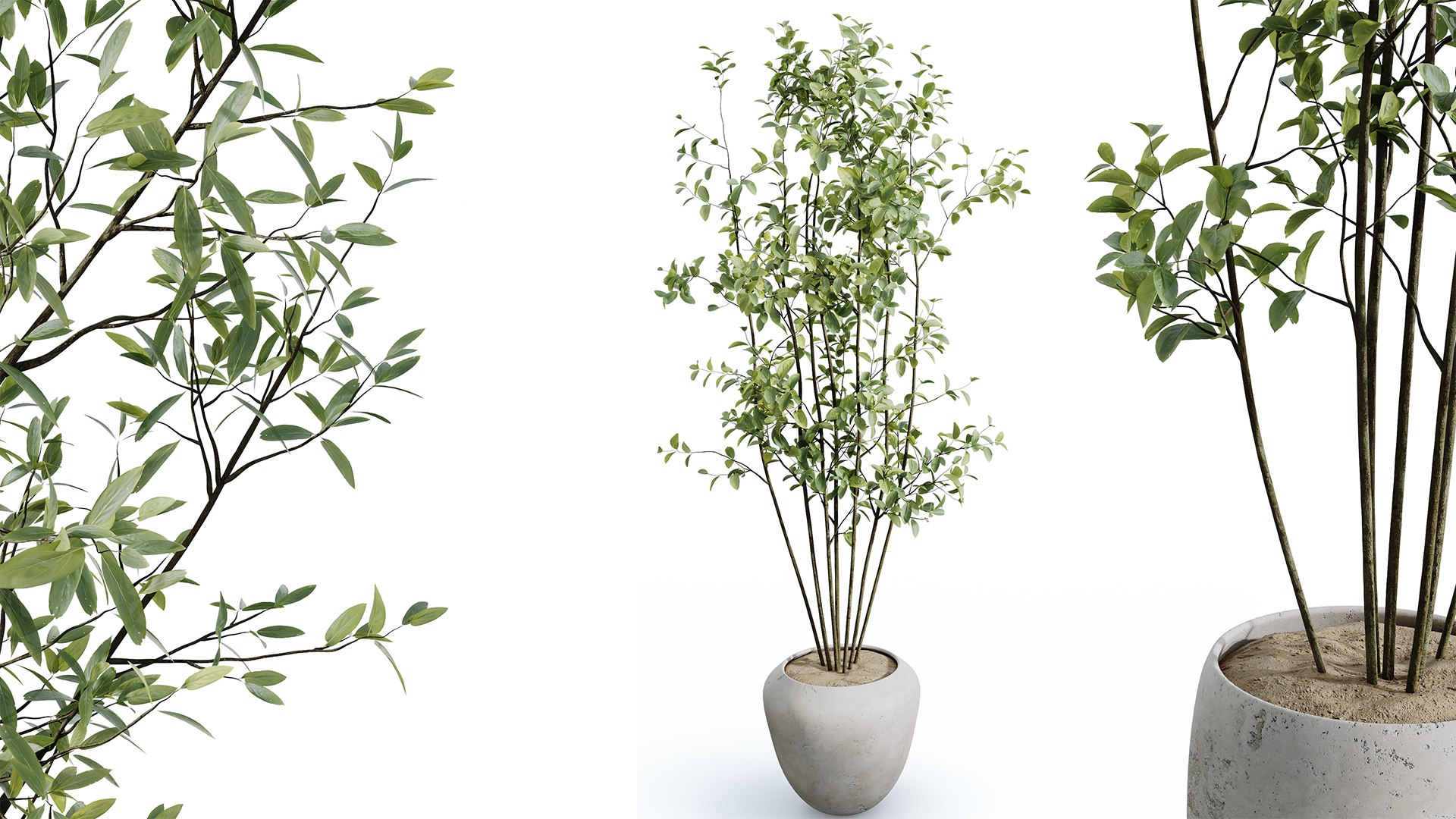 3D AV Indoor Plants Set 213 Beech Olea Europaea Olive Eucalyptu ...