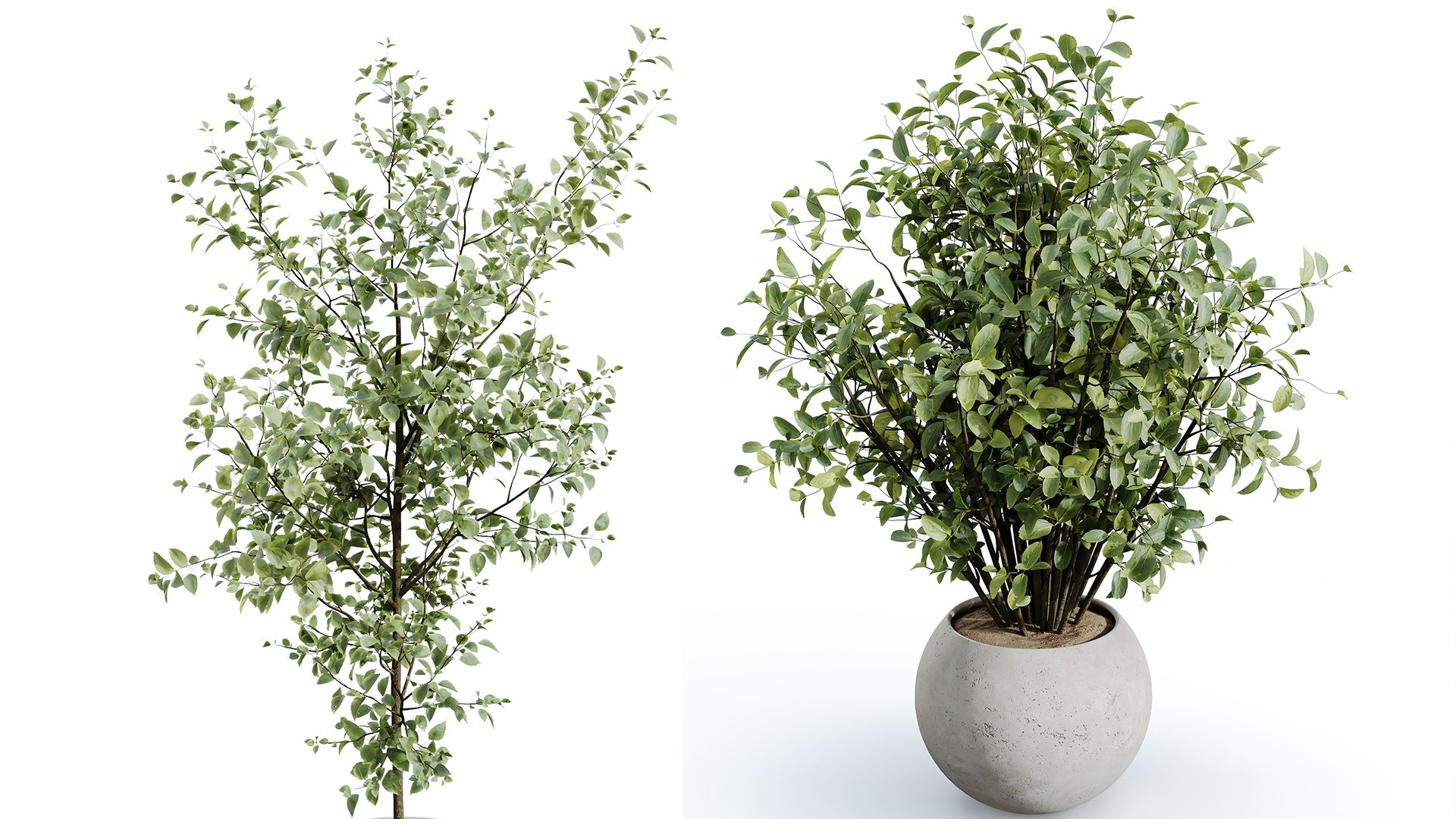 3D AV Indoor Plants Set 213 Beech Olea Europaea Olive Eucalyptu ...