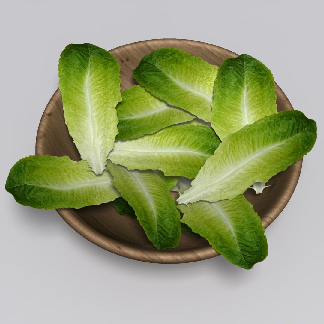 Realistic Lettuce Leaf 3d Max
