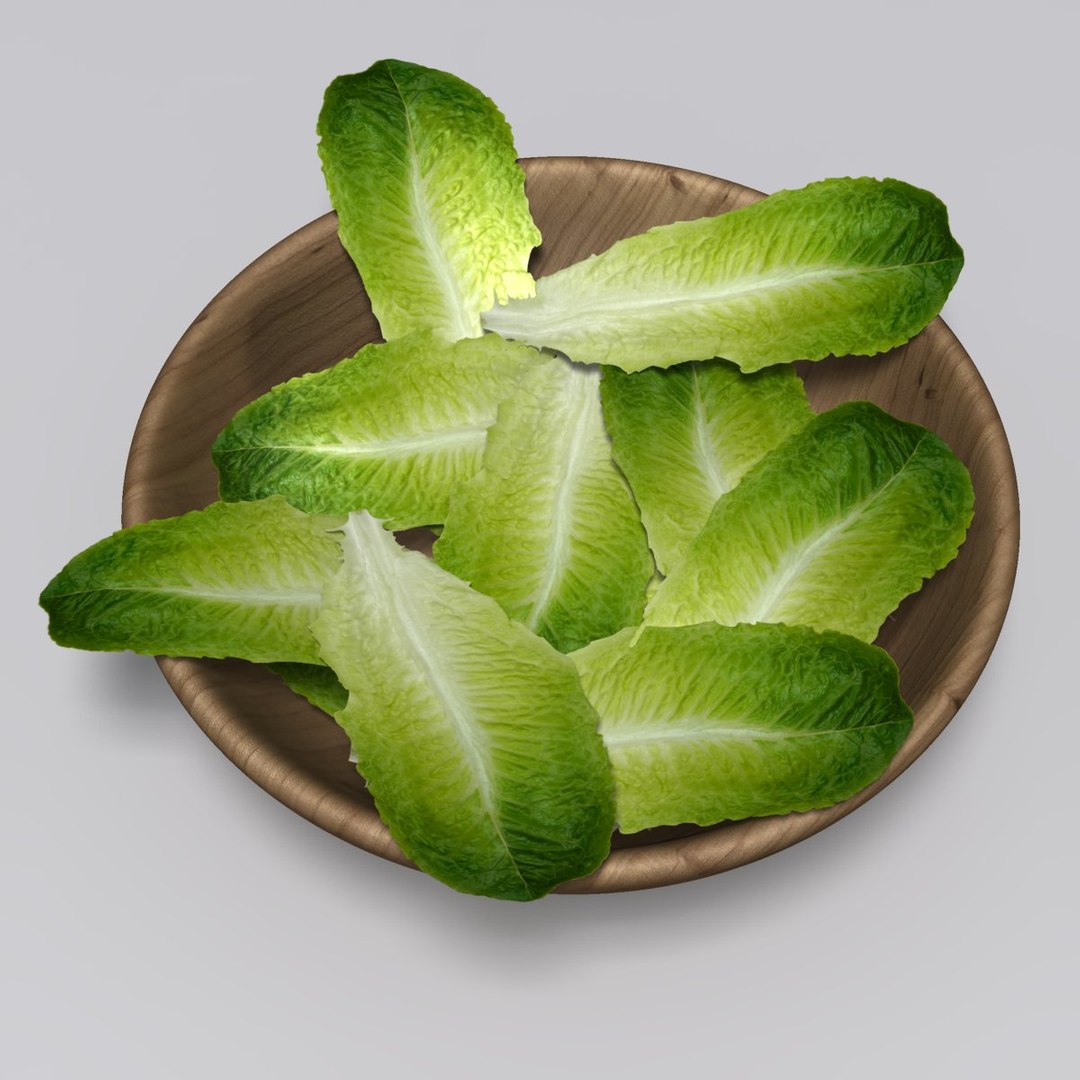 Realistic Lettuce Leaf 3d Max