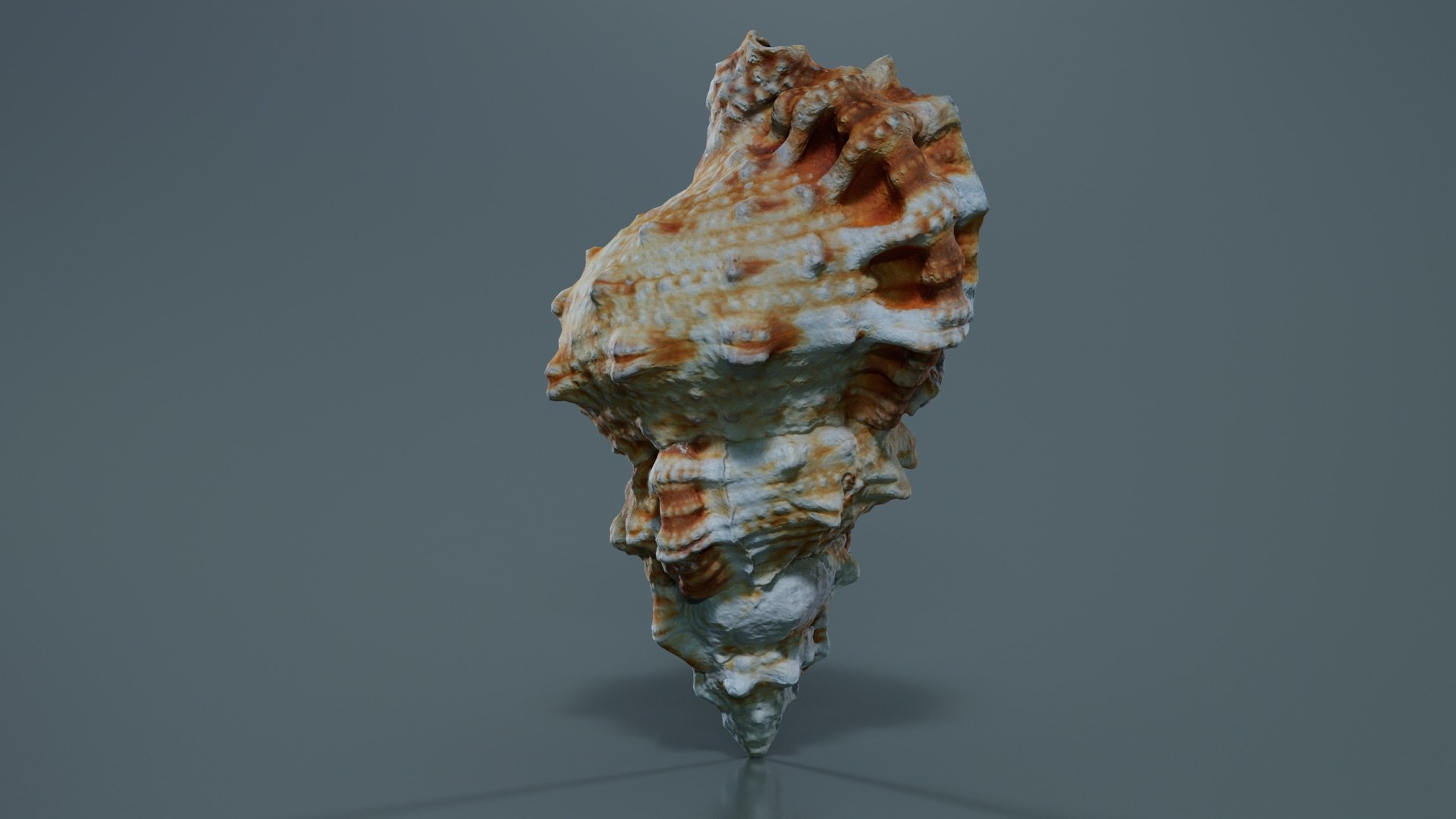 3D Model Muricidae Mollusk Sea Shell Remastered - TurboSquid 2359835