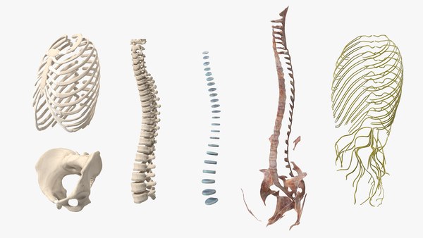 3D Female Spine Anatomy - TurboSquid 1853380