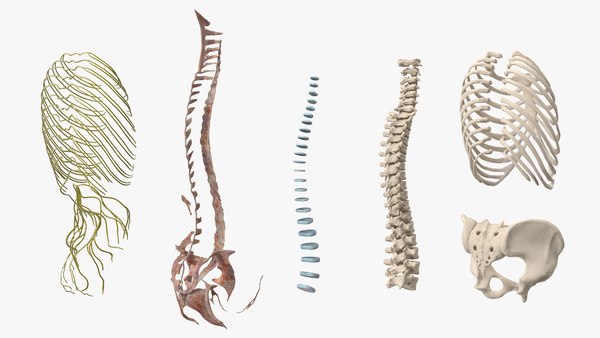 3D Female Spine Anatomy - TurboSquid 1853380