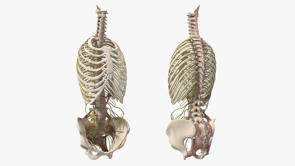3D Female Spine Anatomy - TurboSquid 1853380