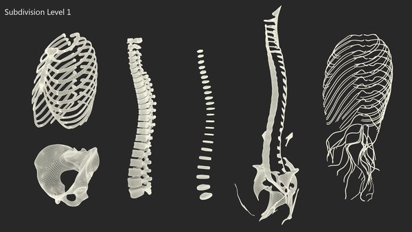 3D Female Spine Anatomy - TurboSquid 1853380