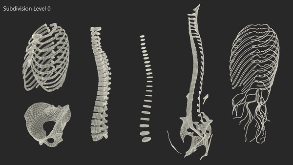 3D Female Spine Anatomy - TurboSquid 1853380