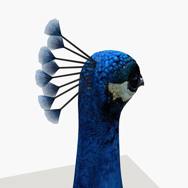 3D peacock bird animal - TurboSquid 1514177