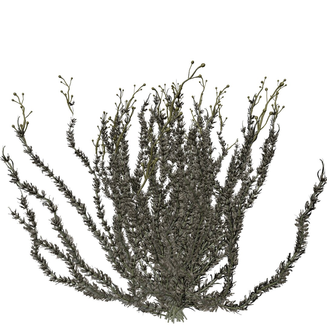 Sagebrush Bush - 01 - Model - TurboSquid 2372879
