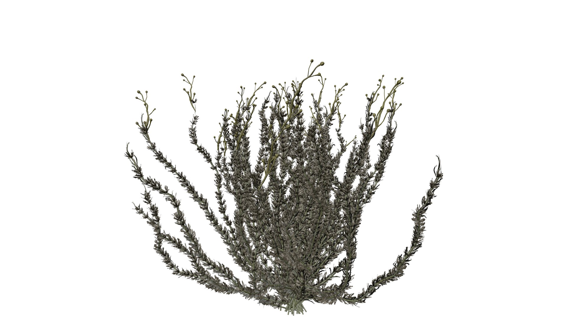 Sagebrush Bush - 01 - Model - TurboSquid 2372879