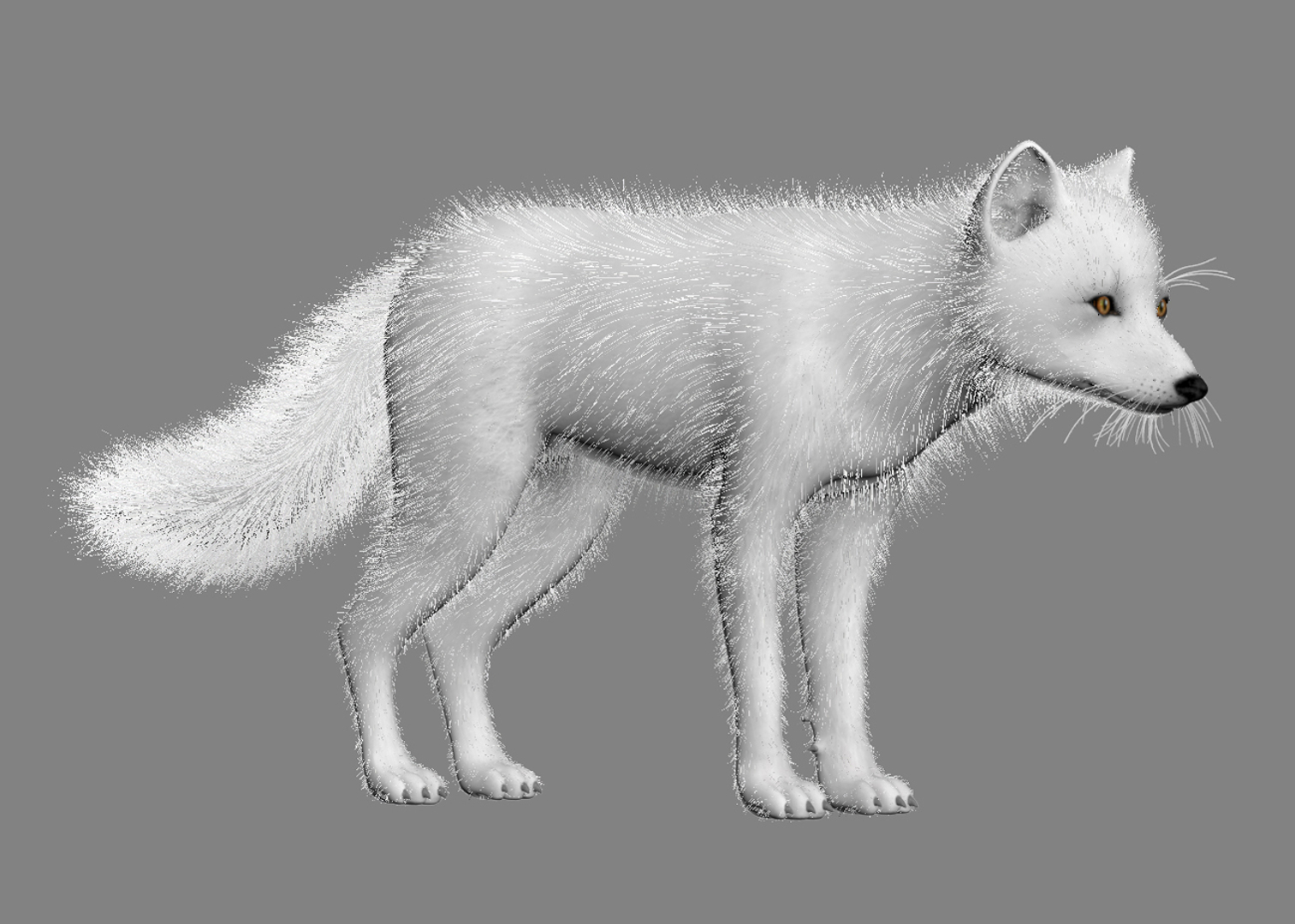 arctic fox fur rigged 3d max