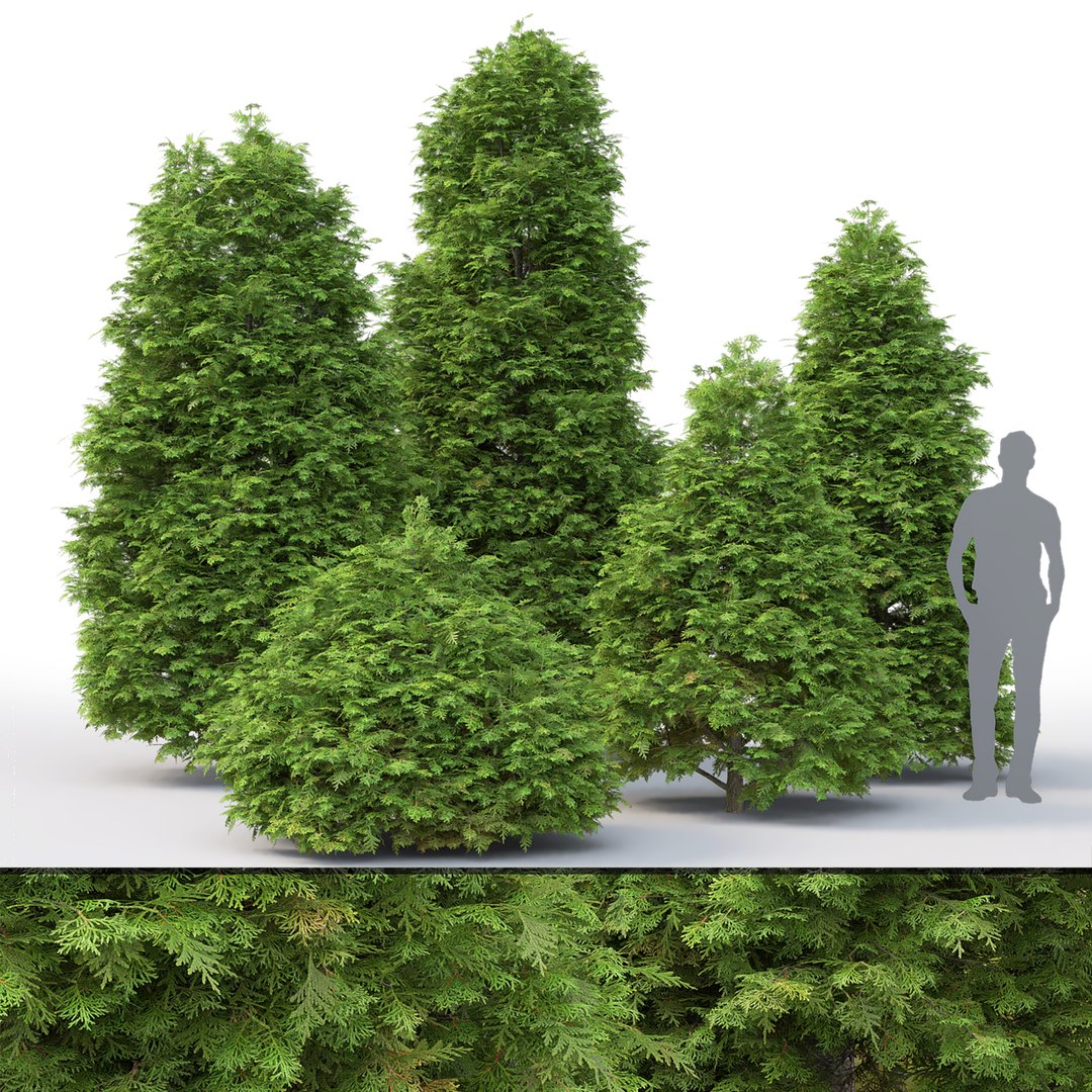 Nature Thuja Model - TurboSquid 1700806