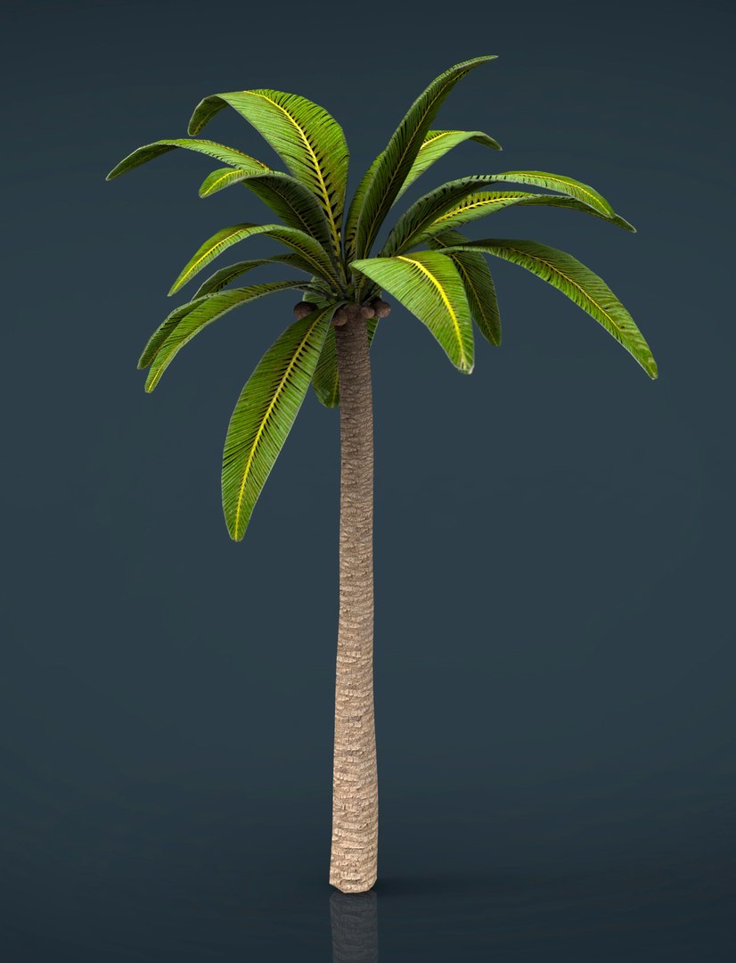 3D Palm Tree Model - TurboSquid 1182501