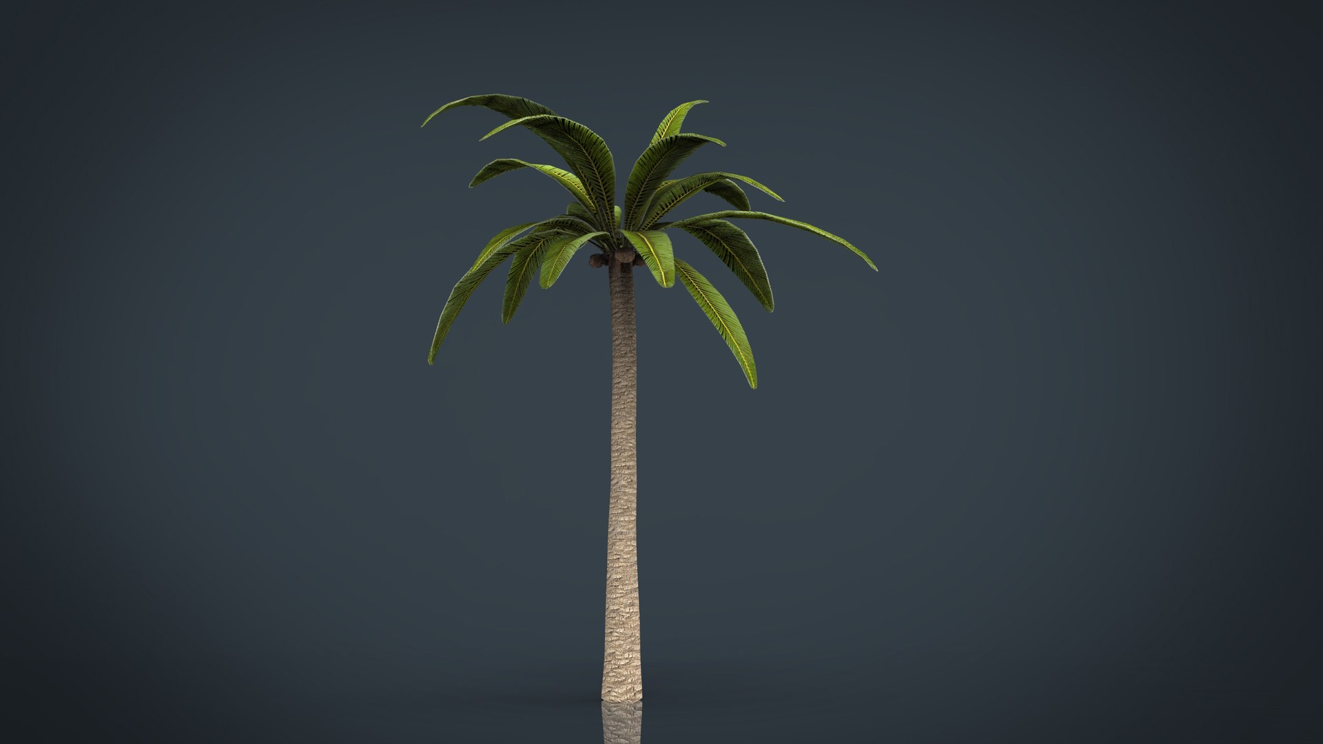 3D Palm Tree Model - TurboSquid 1182501