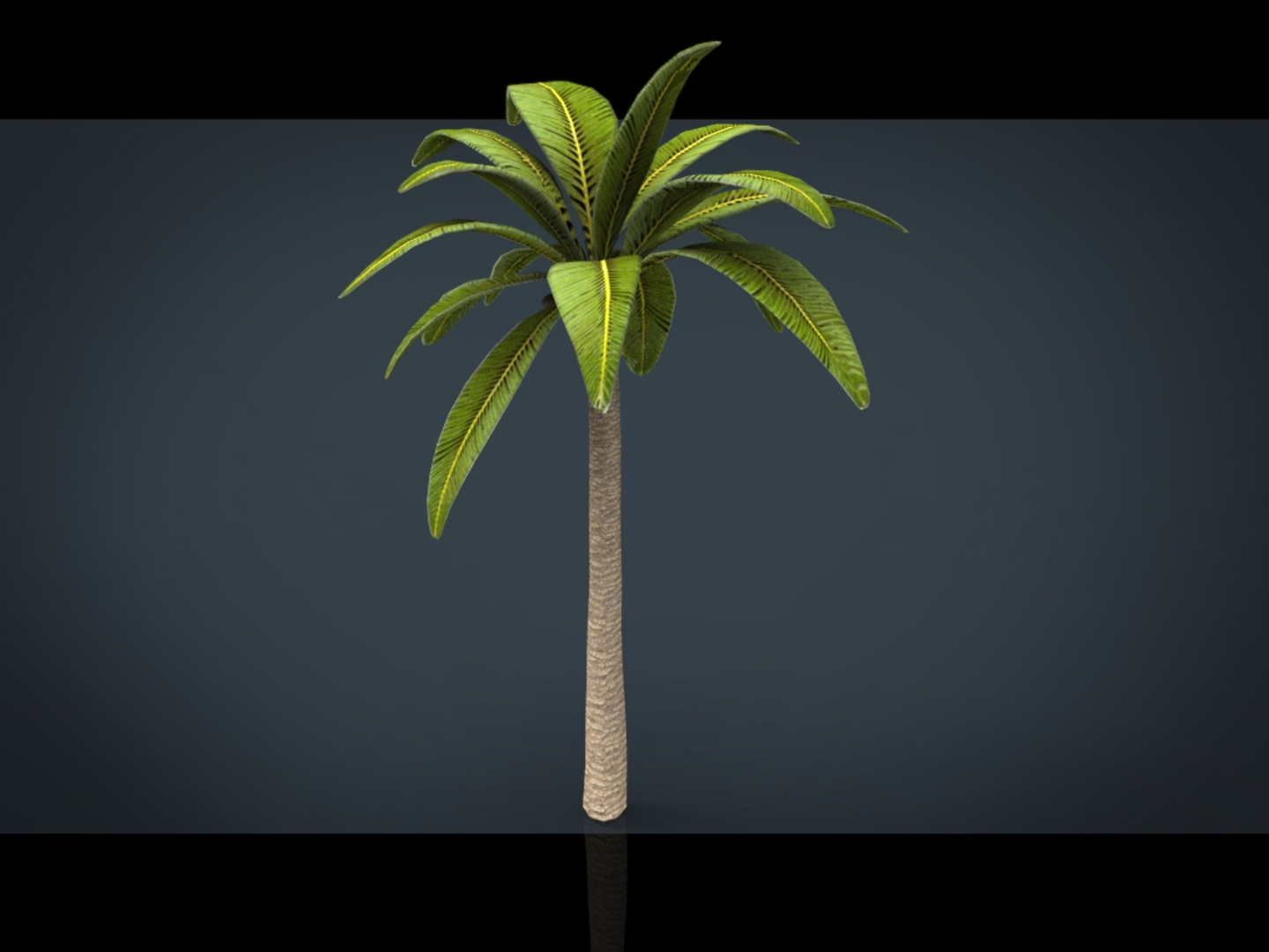 3D Palm Tree Model - TurboSquid 1182501