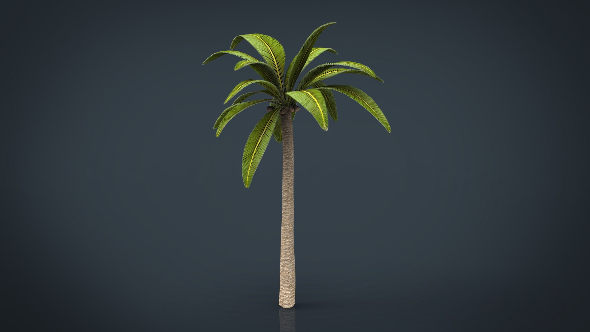 3D Palm Tree Model - TurboSquid 1182501