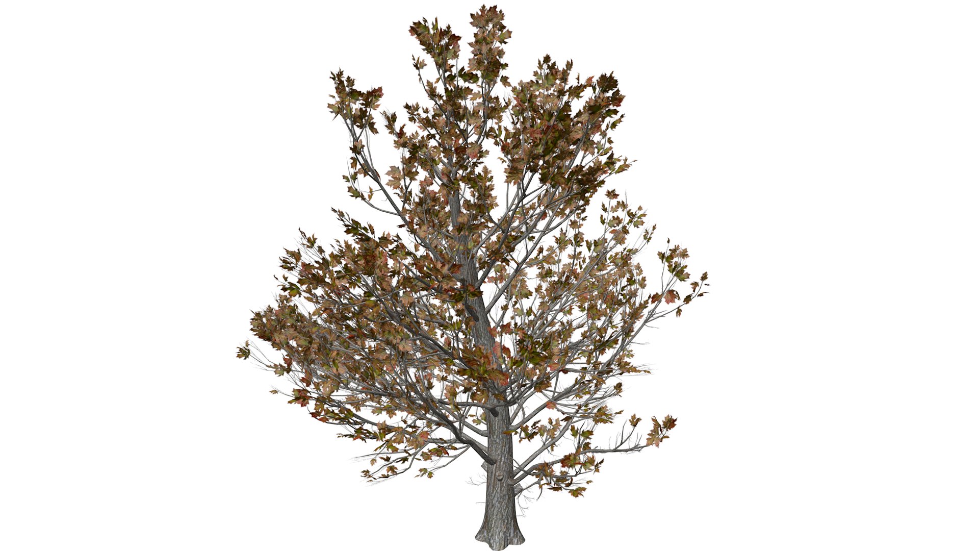 Sugar Maple Tree In Fall - 07 - 3D - TurboSquid 2377840
