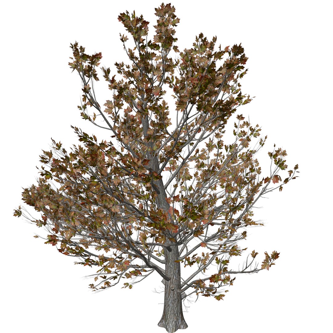 Sugar Maple Tree In Fall - 07 - 3D - TurboSquid 2377840