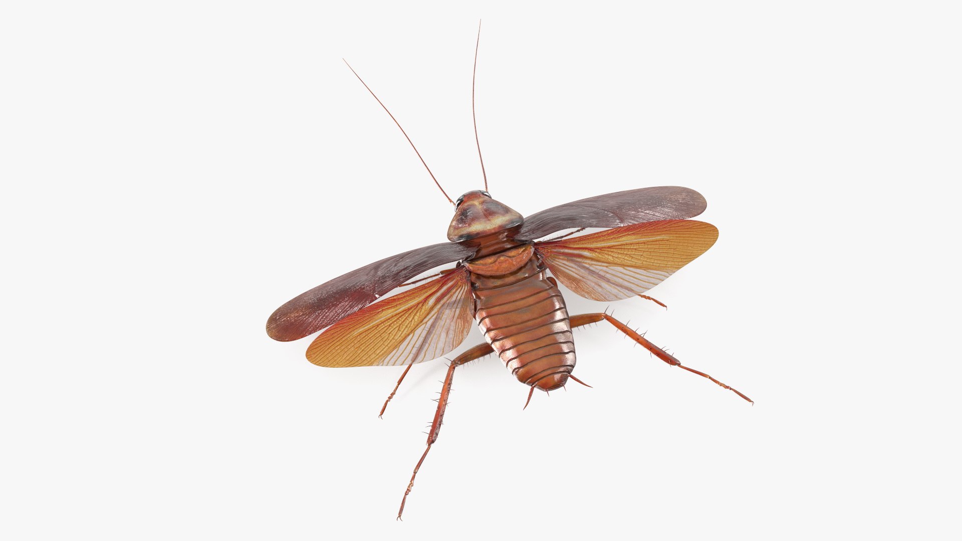 Flying Cockroach T-Pose 3D model - TurboSquid 2073126