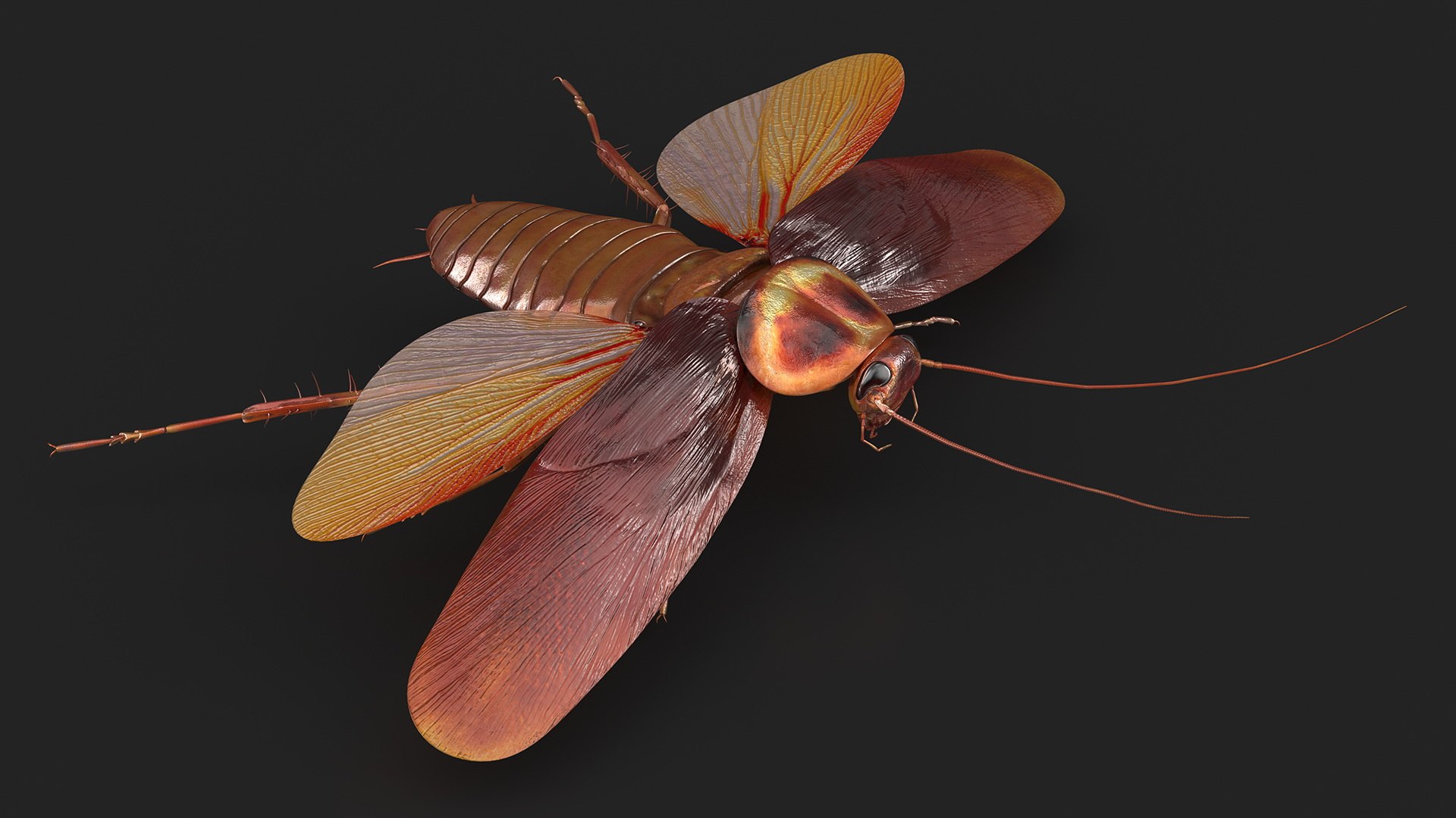 Flying Cockroach T-Pose 3D model - TurboSquid 2073126