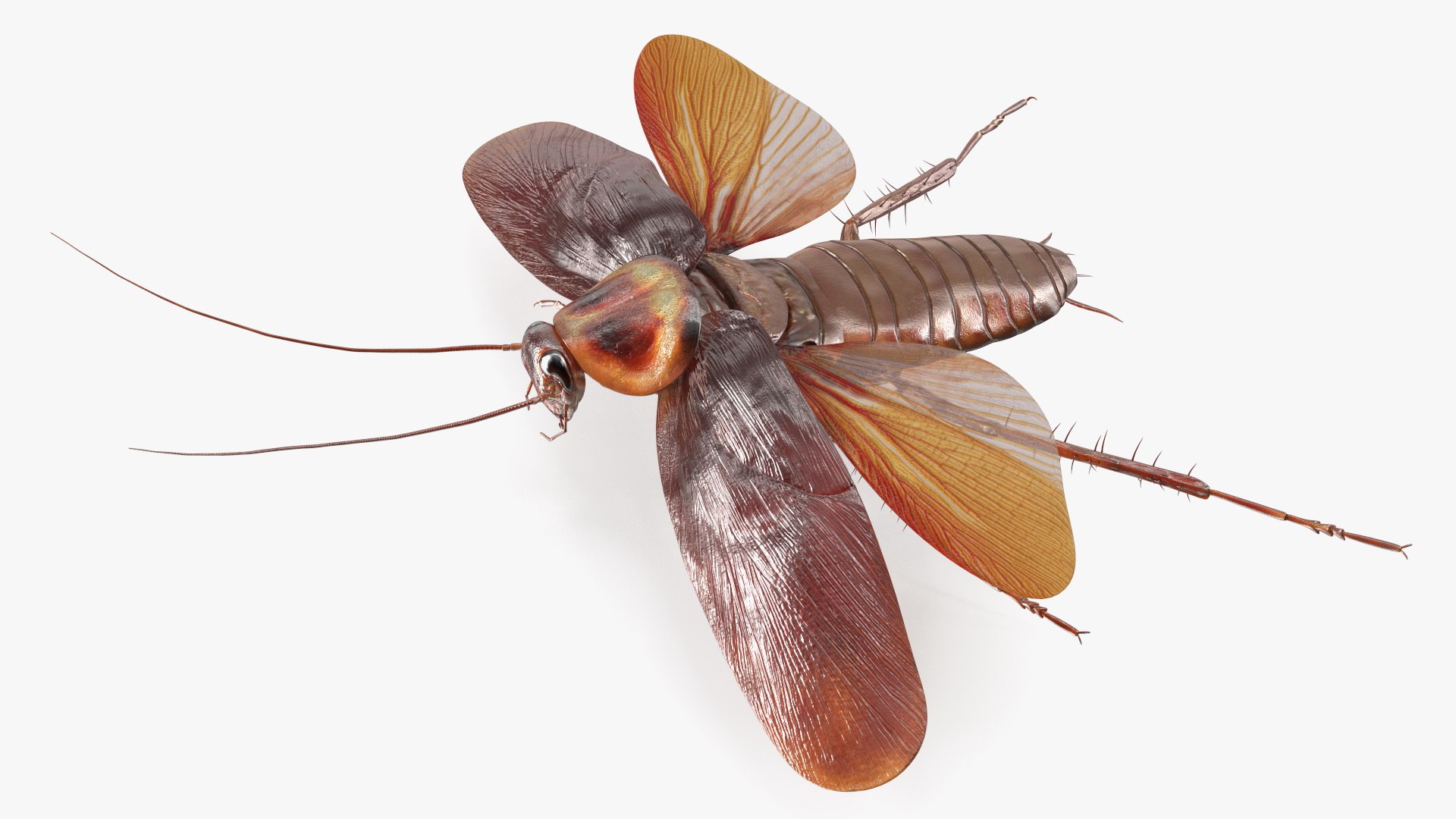 Flying Cockroach T-Pose 3D model - TurboSquid 2073126