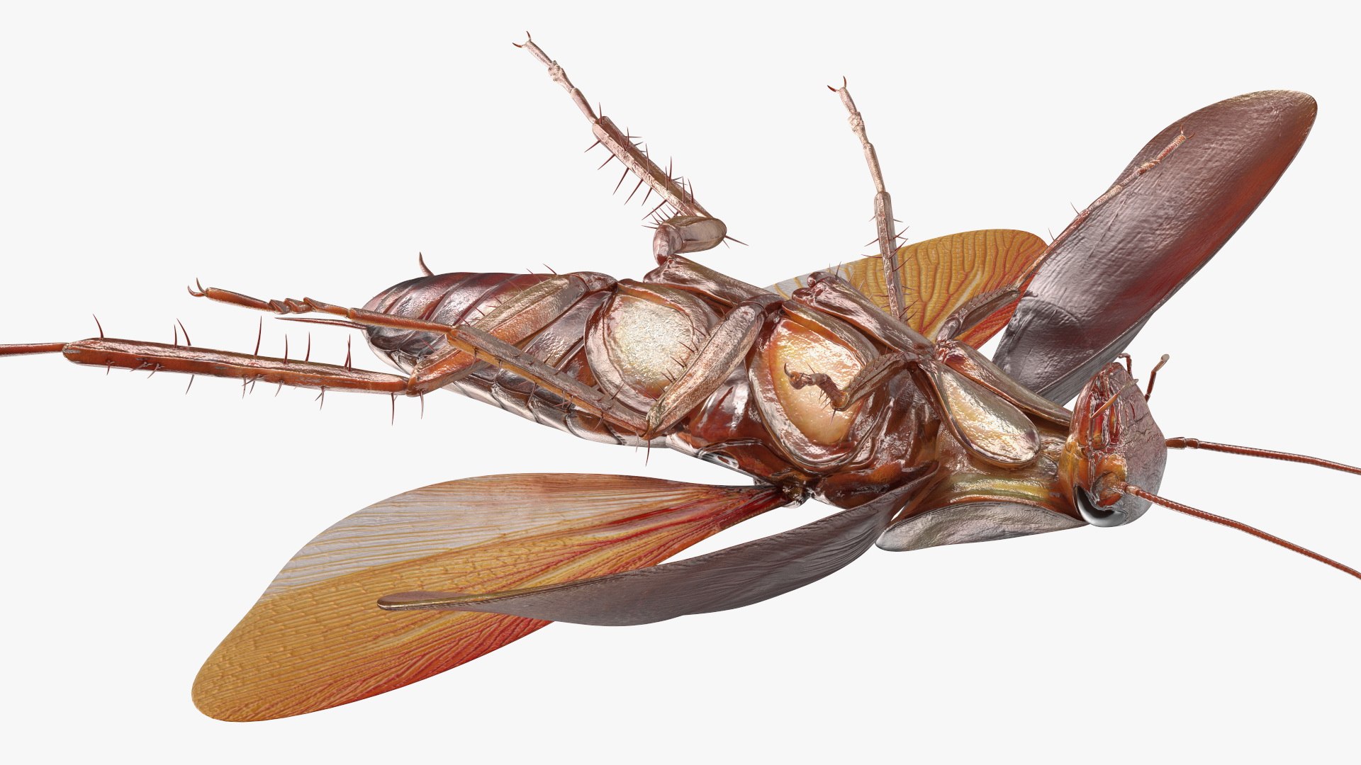 Flying Cockroach T-Pose 3D model - TurboSquid 2073126