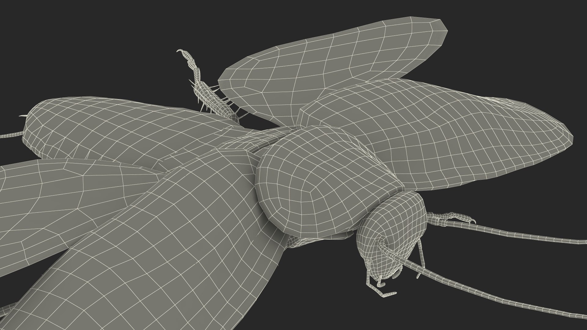Flying Cockroach T-Pose 3D model - TurboSquid 2073126