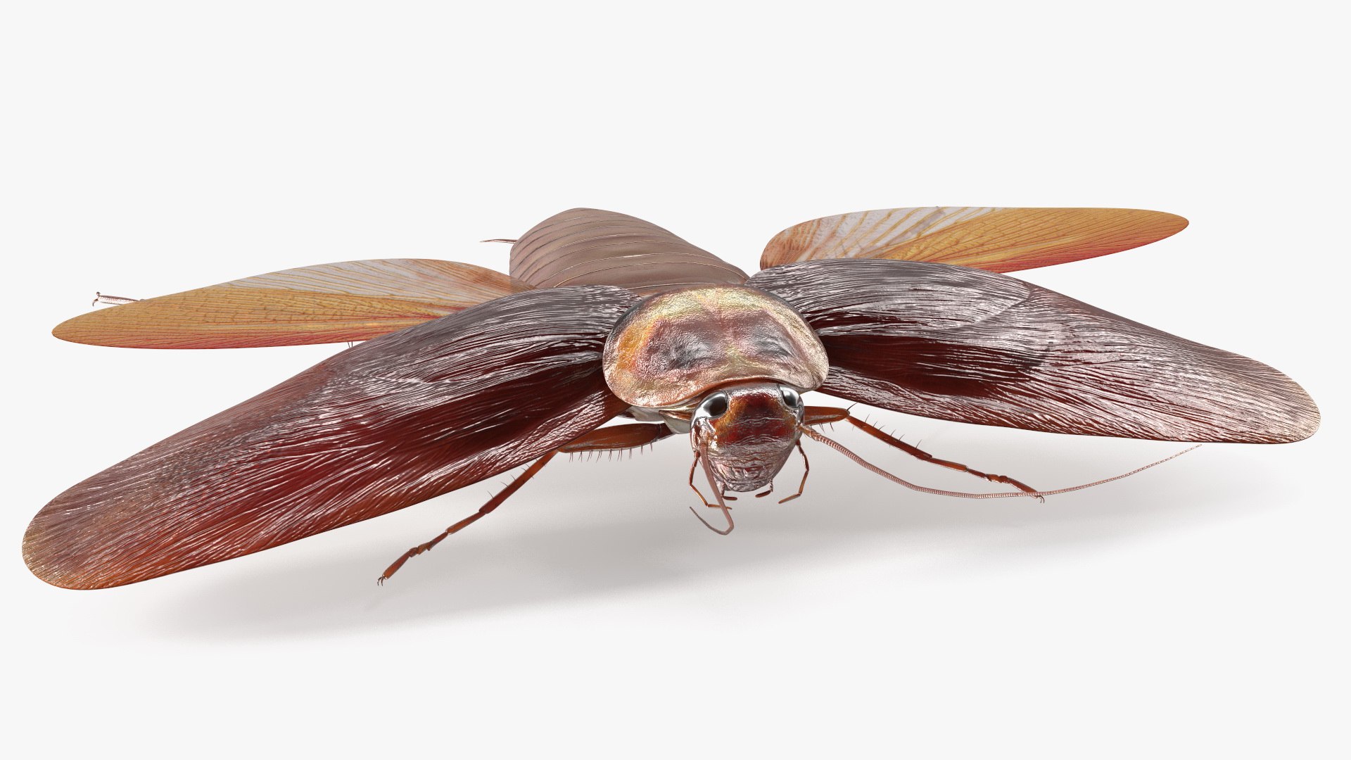 Flying Cockroach T-Pose 3D model - TurboSquid 2073126