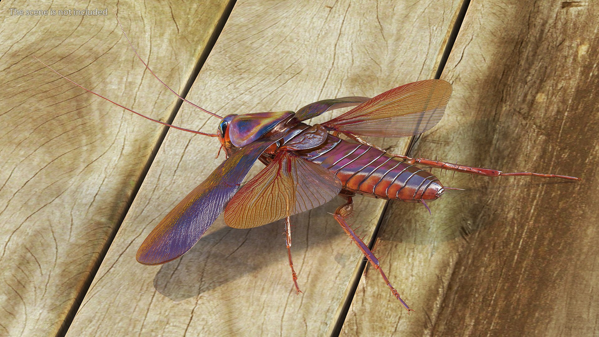 Flying Cockroach T-Pose 3D model - TurboSquid 2073126