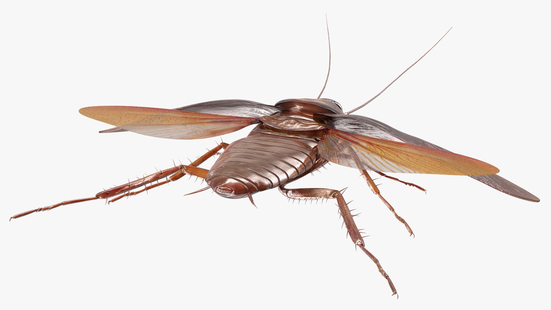 Flying Cockroach T-Pose 3D model - TurboSquid 2073126